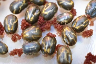 Rhipicephalus (Boophilus) microplus – carrapato do boi – Imunodot