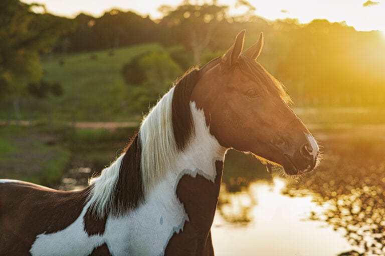 Theileria equi e Babesia caballi – Piroplasmose equina – Imunodot